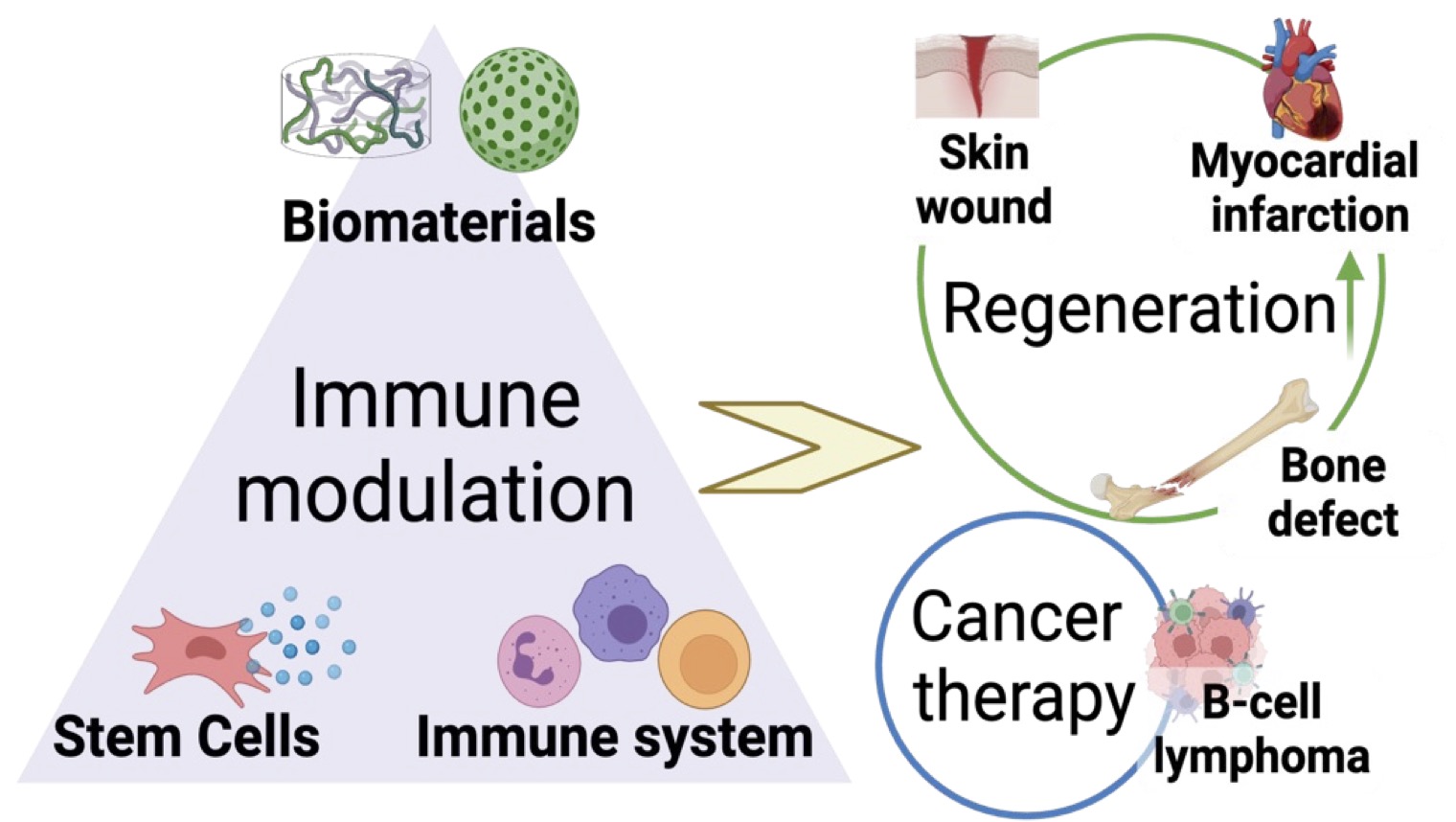 Biomaterials and Regenerative Medicine Lab